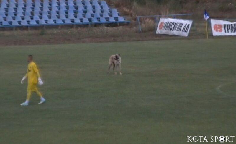KotaSport TV: Четириног "футболист" нахлу на терена, прекъсна мач от Трета лига - KotaSport